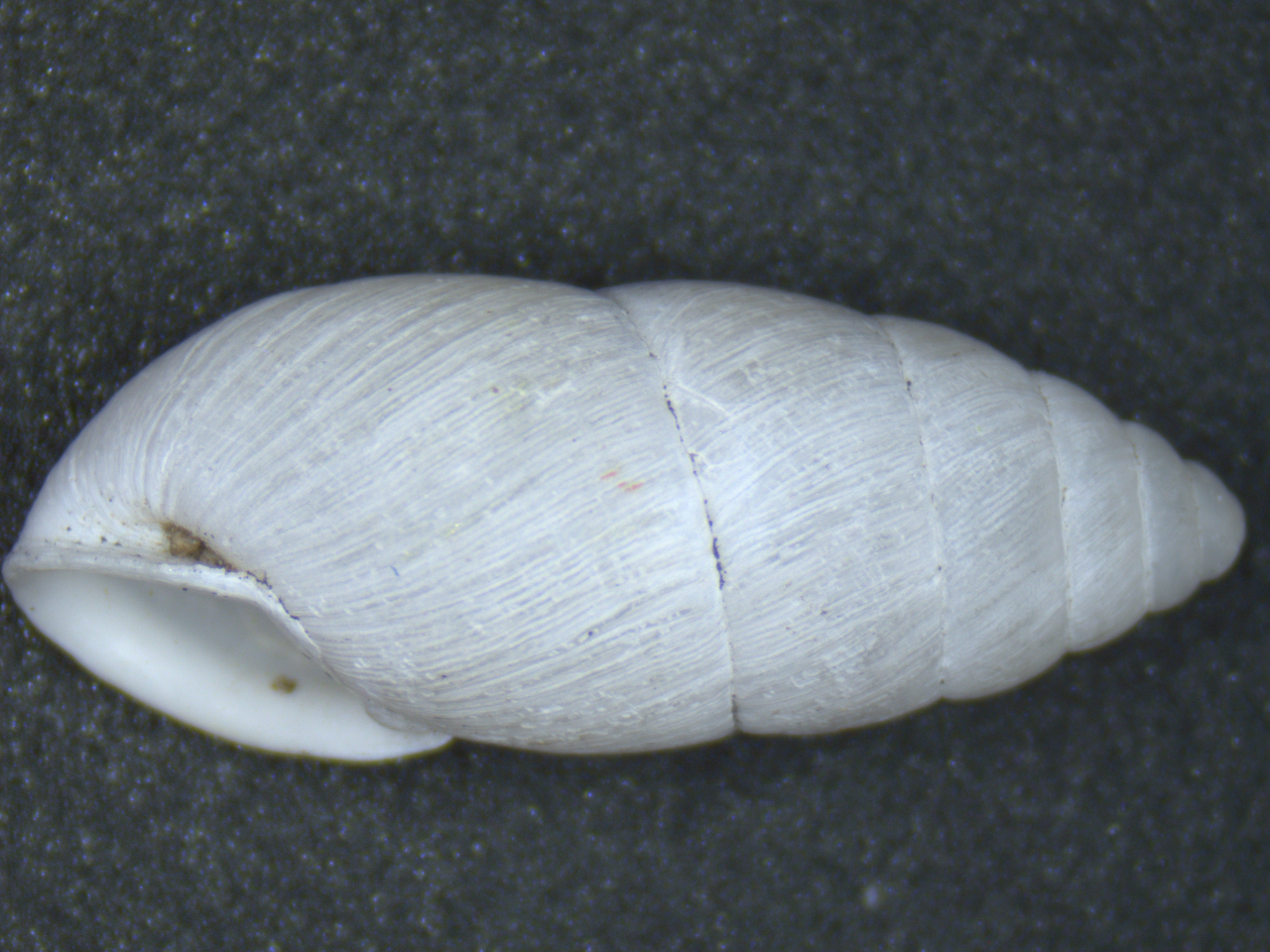 ZEISS Stemi 355 - Your Compact Stereo Microscope with Integrated Illumination