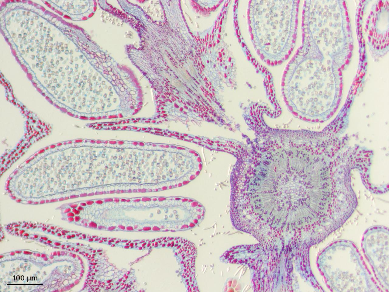 ZEISS Stemi 508 Stereo Microscope with 8:1 Zoom