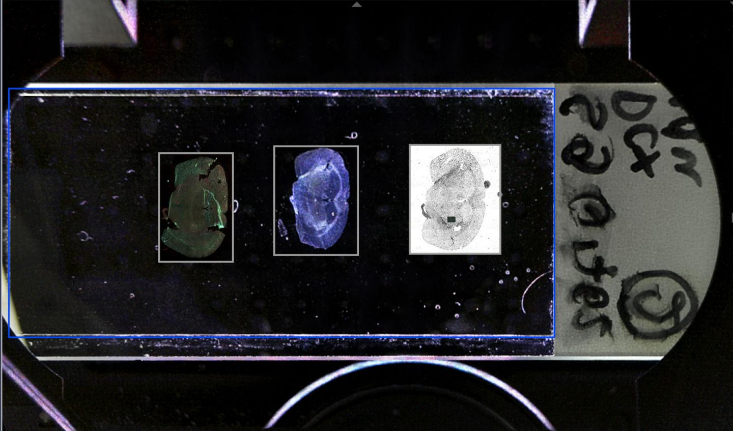 ZEISS AI Sample Finder: Automated sample identification for efficient ...