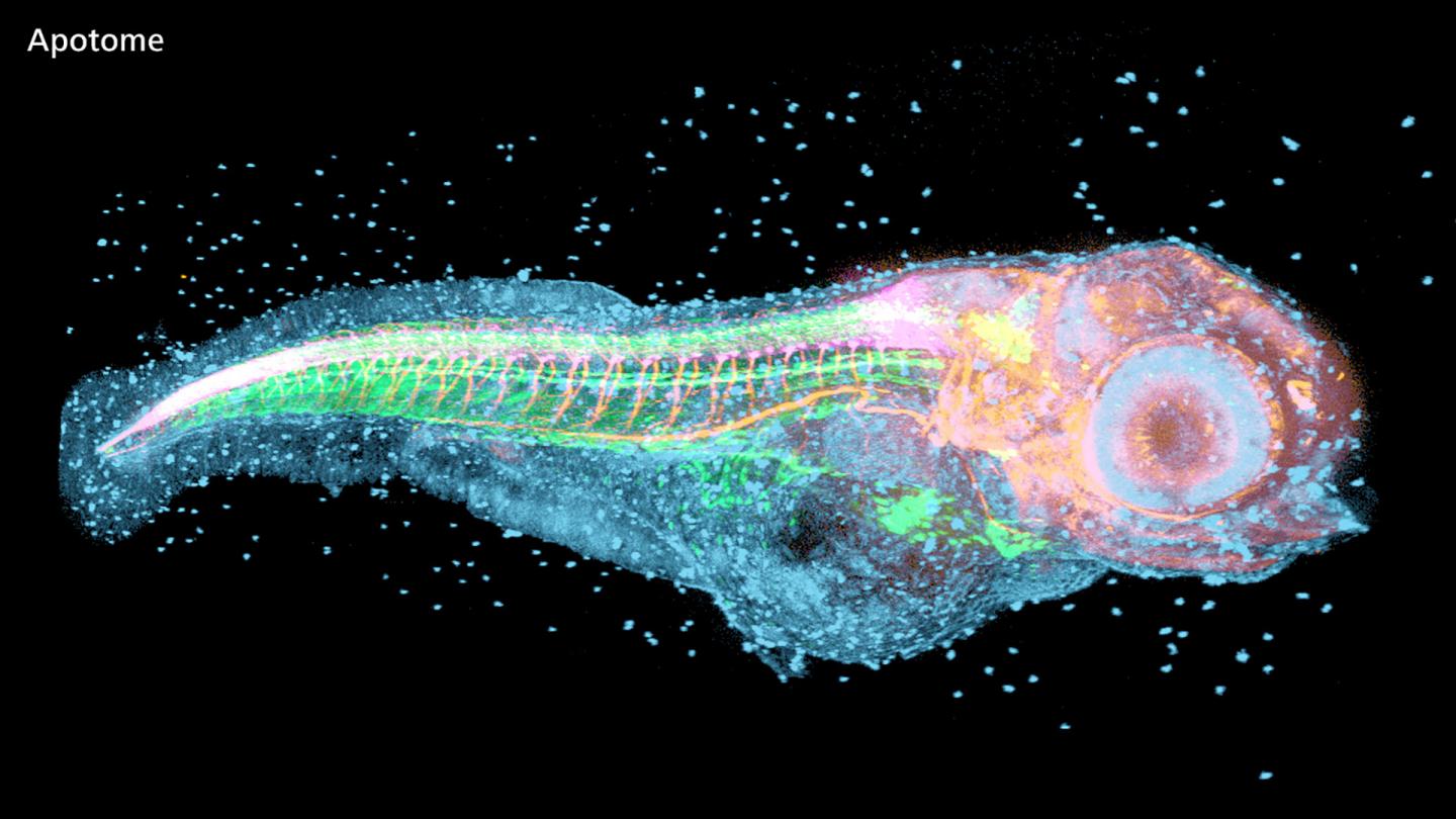 ZEISS ZEN Microscopy Software