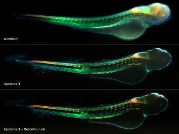 ZEISS Apotome 3: Optical sectioning in fluorescence imaging for ...