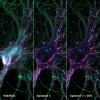 ZEISS Apotome 3: Optical sectioning in fluorescence imaging for ...