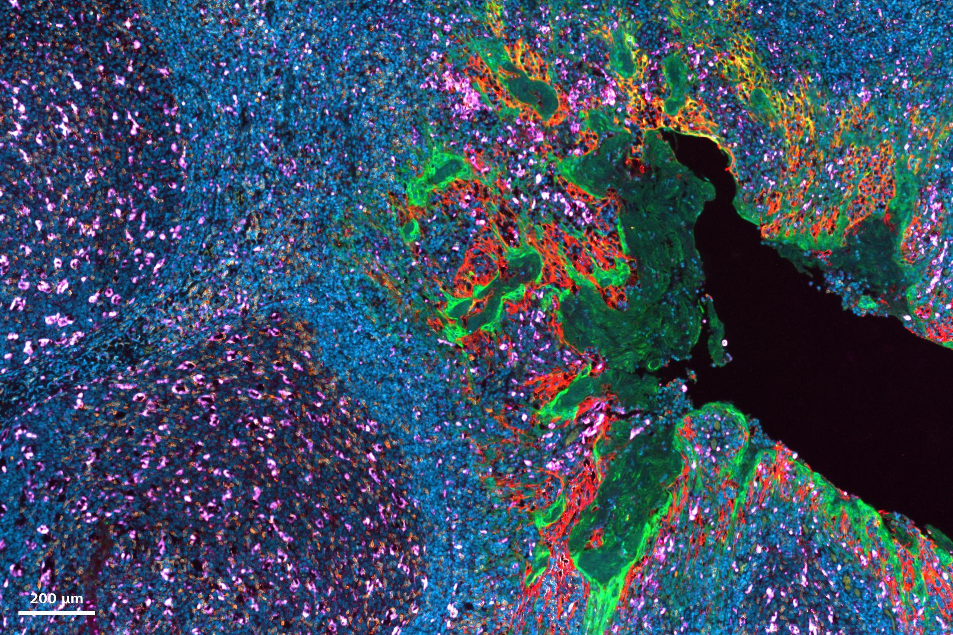 ZEISS Axio Imager 2 for Life Science Research