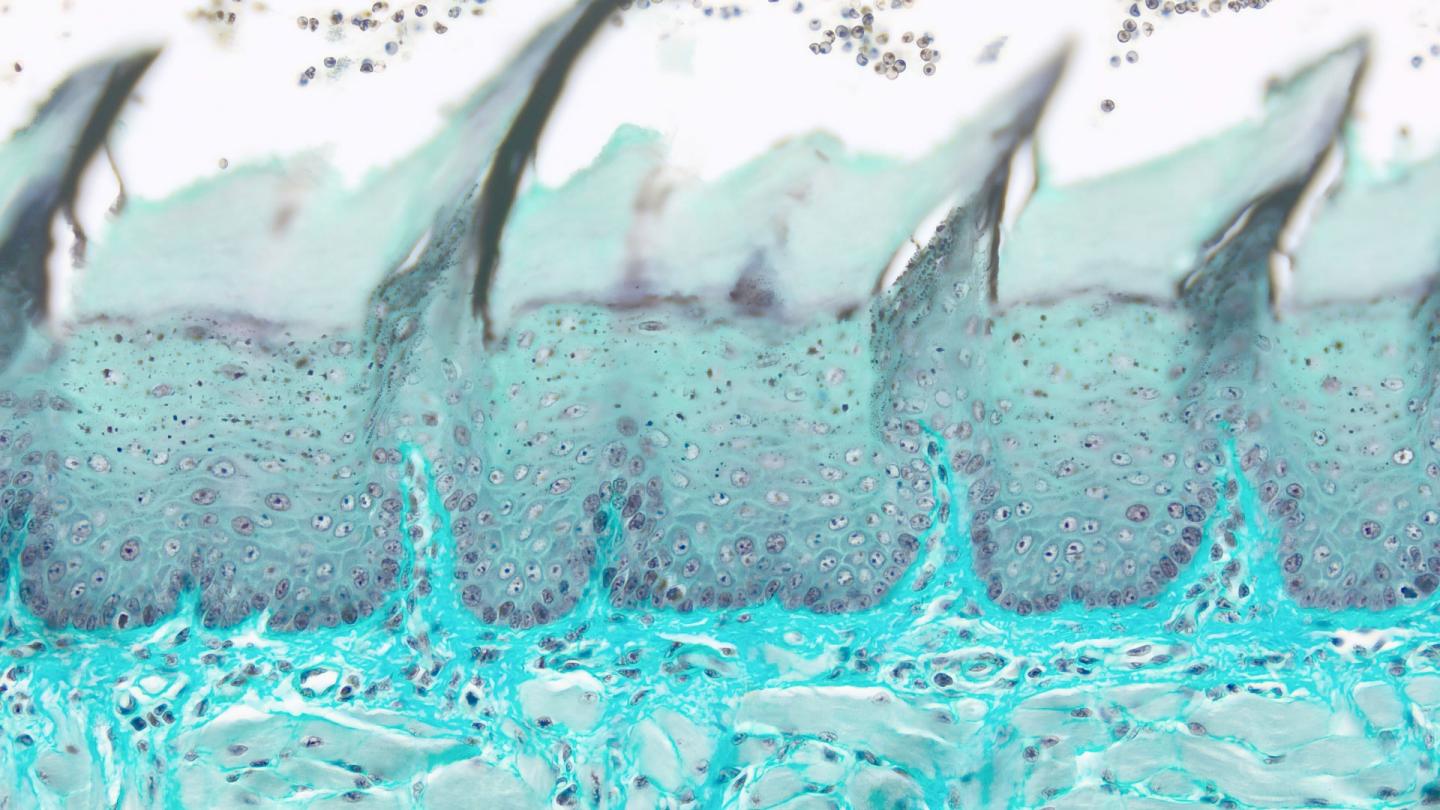 ZEISS Axiolab 5 smart microscope for easy digital documentation