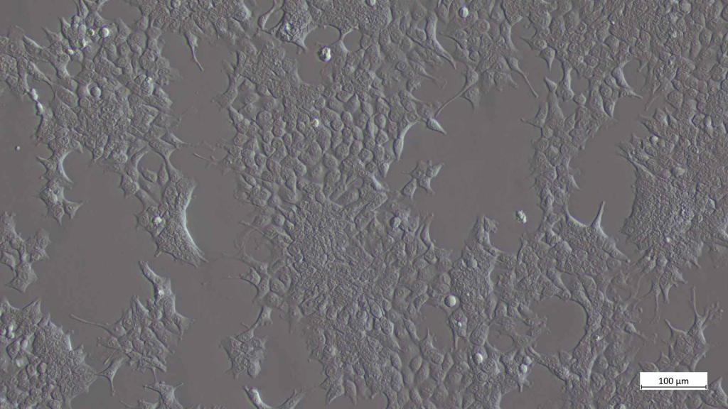 ZEISS Axiovert 5 - Cell Culture and Research Microscope