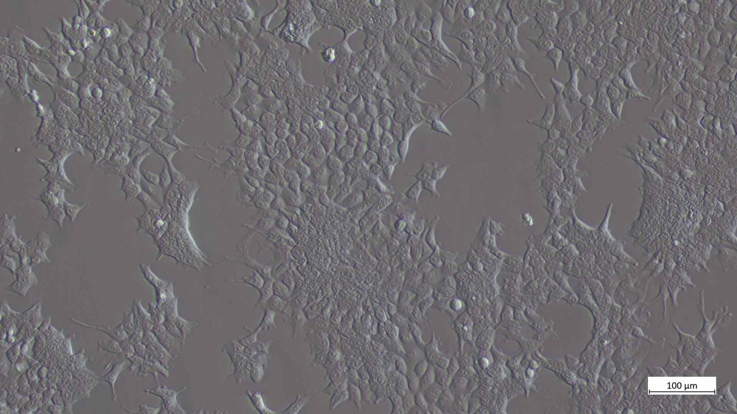 ZEISS Axiovert 5 - Cell Culture and Research Microscope