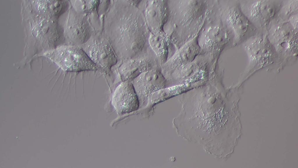 ZEISS Axiovert 5 - Cell Culture and Research Microscope