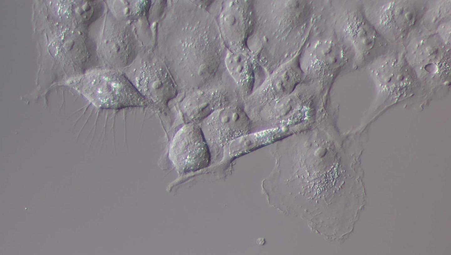 ZEISS Axiovert 5 - Cell Culture and Research Microscope