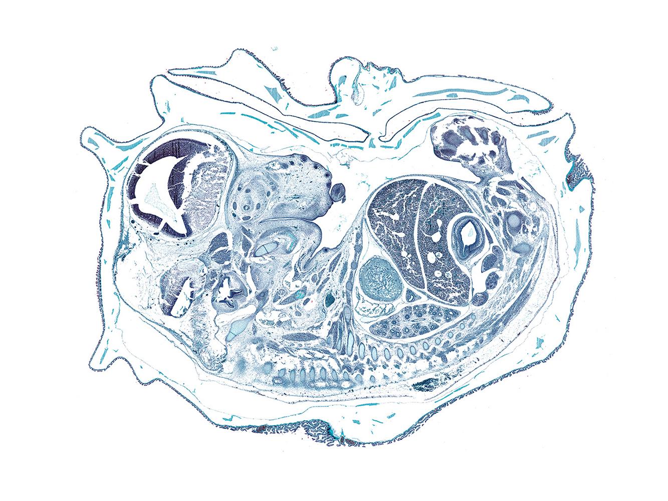 Inverted Microscope for Cell Culture & Fluorescence | Axiovert 7