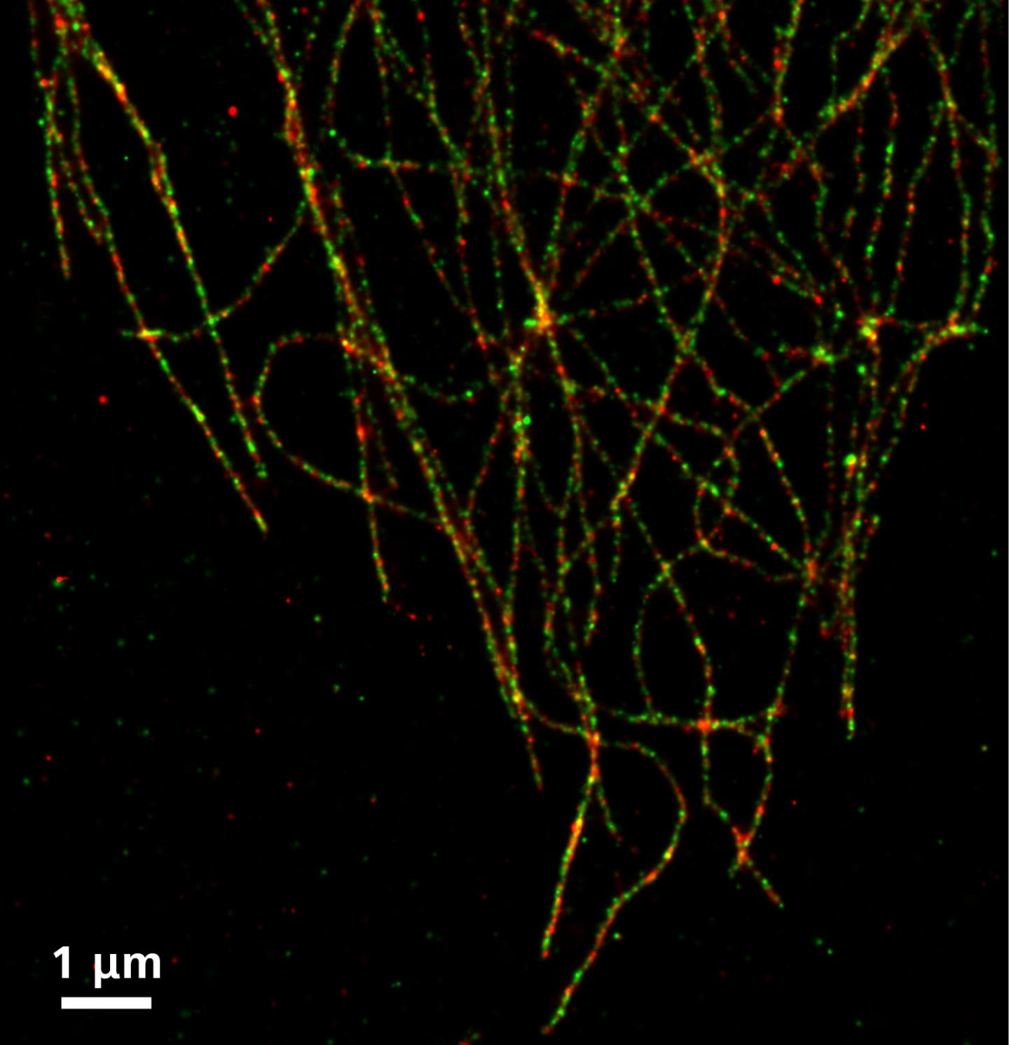 ZEISS Elyra 7: Super-Resolution and Single Molecule Localization Microscope