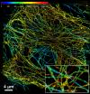 ZEISS Elyra 7: Super-Resolution and Single Molecule Localization Microscope