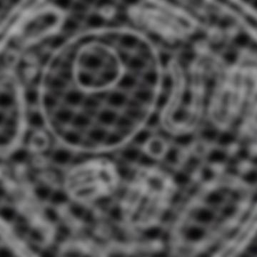 ZEISS Lattice SIM 5: Super-resolution imaging down to 60 nm