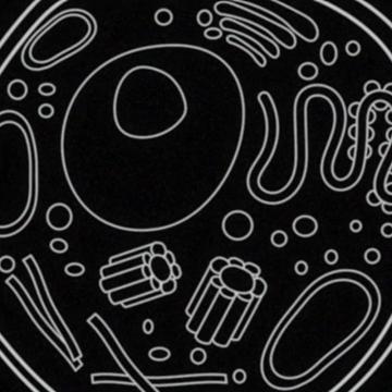 ZEISS Lattice SIM 5: Super-resolution imaging down to 60 nm