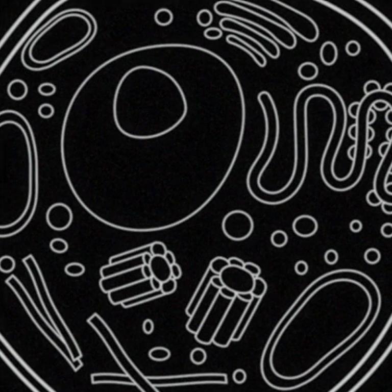 ZEISS Lattice SIM 5: Super-resolution imaging down to 60 nm