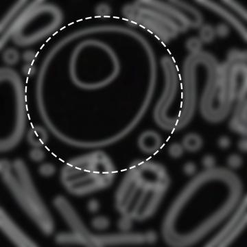 ZEISS Lattice SIM 3: Fast optical sectioning and super-resolution imaging