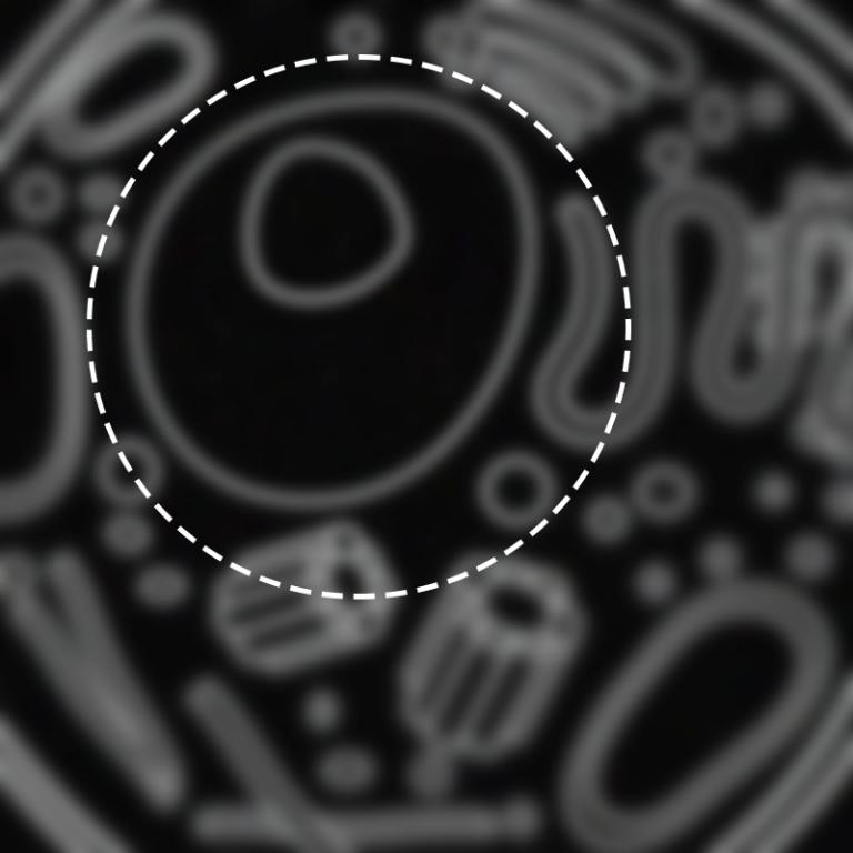 ZEISS Lattice SIM 3: Fast optical sectioning and super-resolution imaging