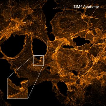 ZEISS Lattice SIM 3: Fast optical sectioning and super-resolution imaging
