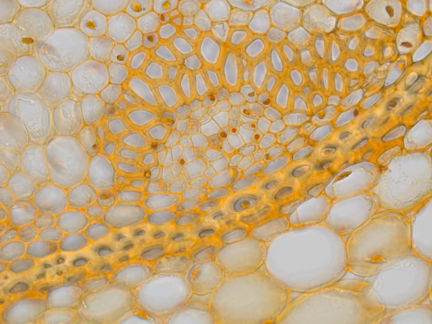 ZEISS Primostar 3: microscopio compacto para enseñanza y laboratorio