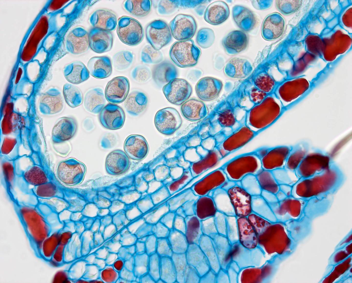 ZEISS Primostar 3: microscopio compacto para enseñanza y laboratorio