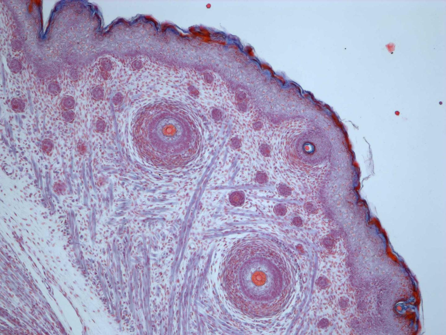 ZEISS Primostar 3 - Compact microscope for teaching and lab