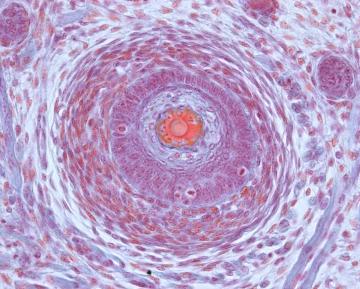 ZEISS Primostar 3 - Compact microscope for teaching and lab