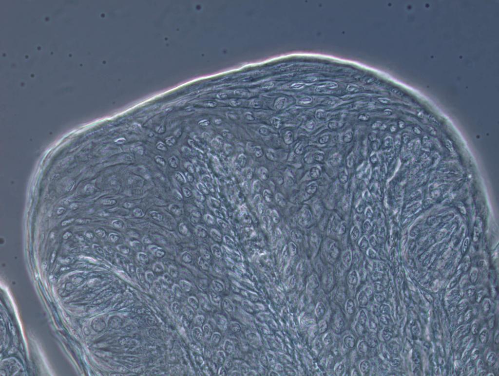 ZEISS Primostar 3 - Compact microscope for teaching and lab