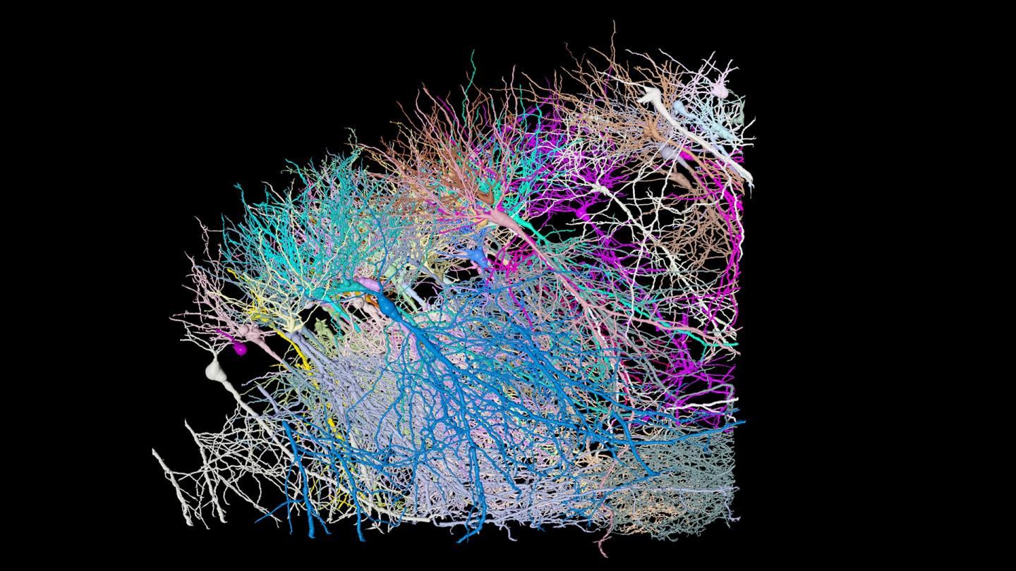 ZEISS arivis Pro Software