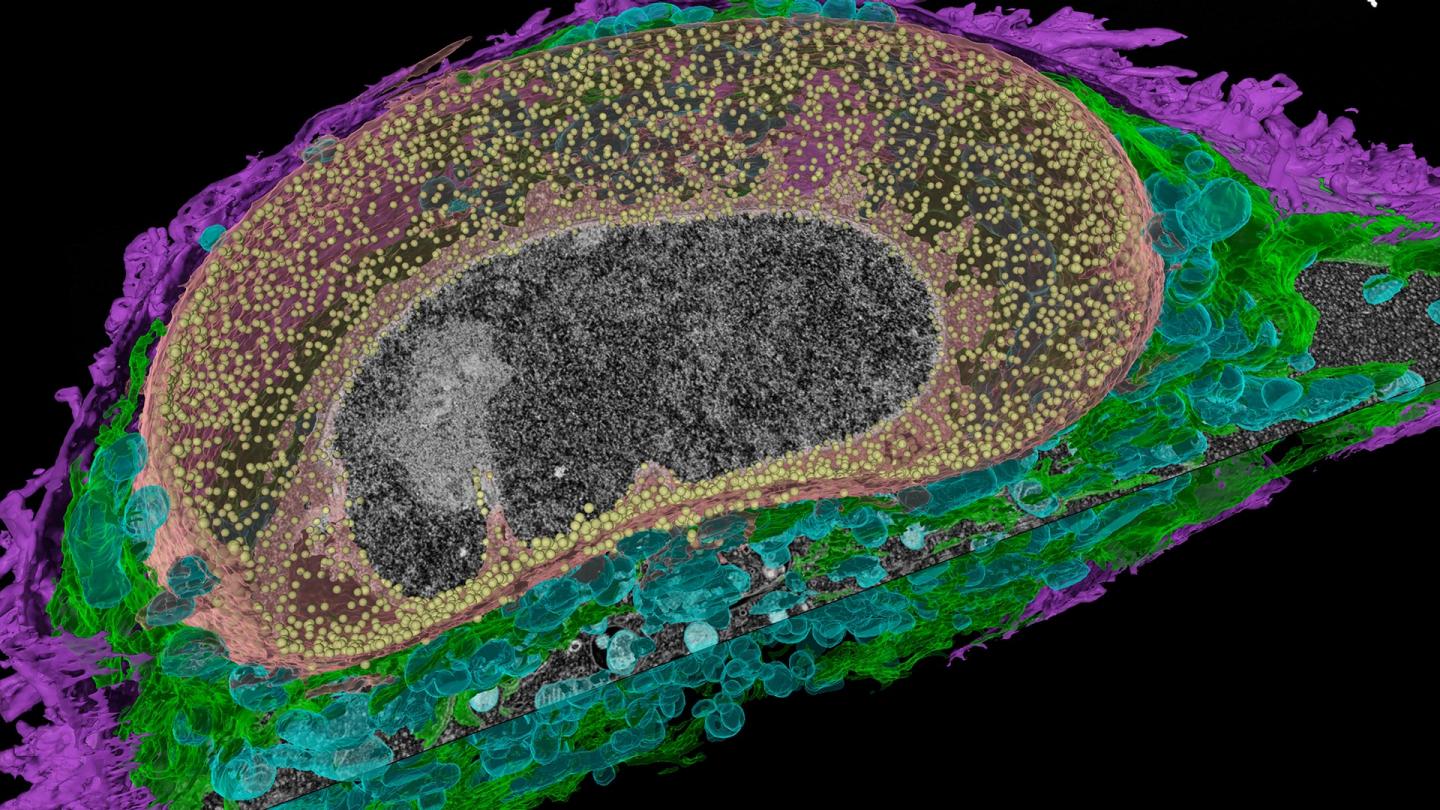 ZEISS arivis Pro Software