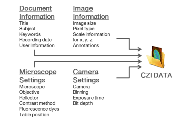 CZI Microscopy Image File Format Explained | ZEISS Microscopy US