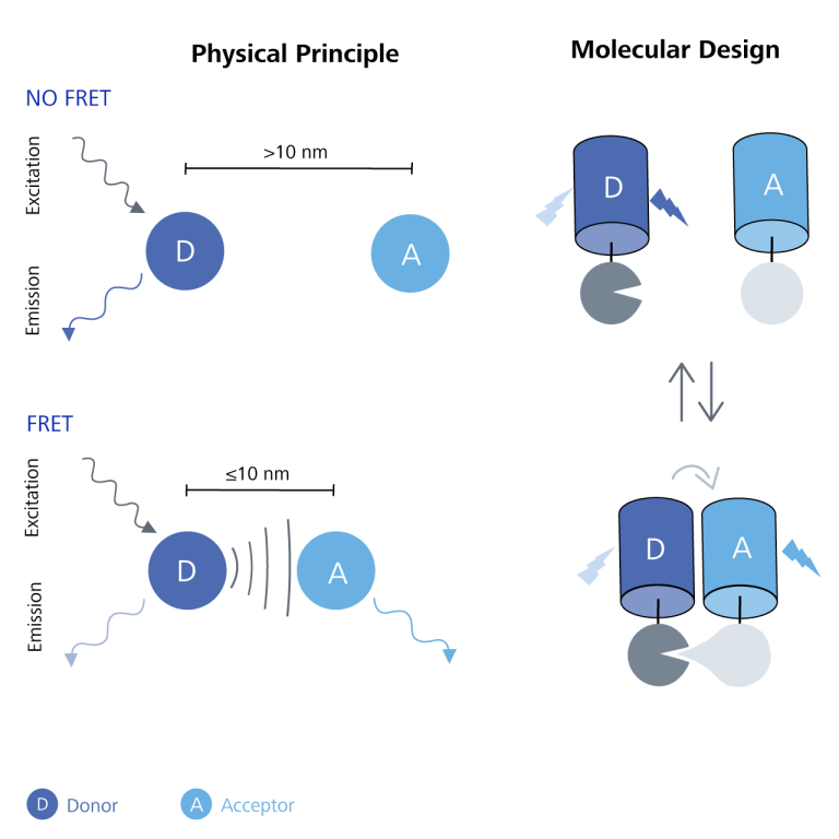 Molecular Quantification Toolkit | ZEISS