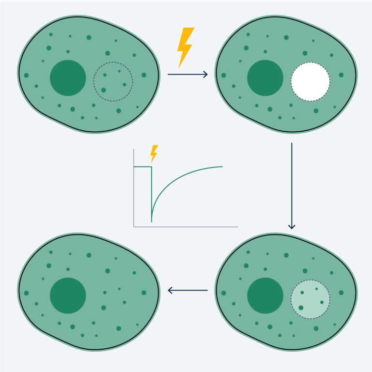 Molecular Quantification Toolkit Zeiss