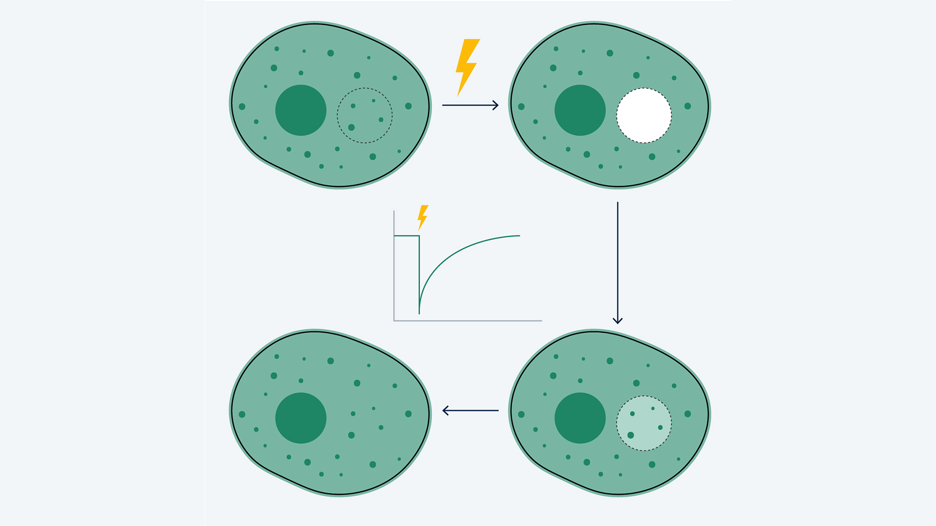 Molecular Quantification Toolkit Zeiss