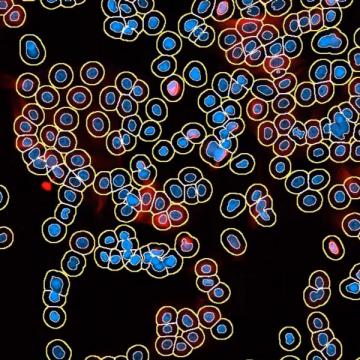 Bio Applications | ZEISS