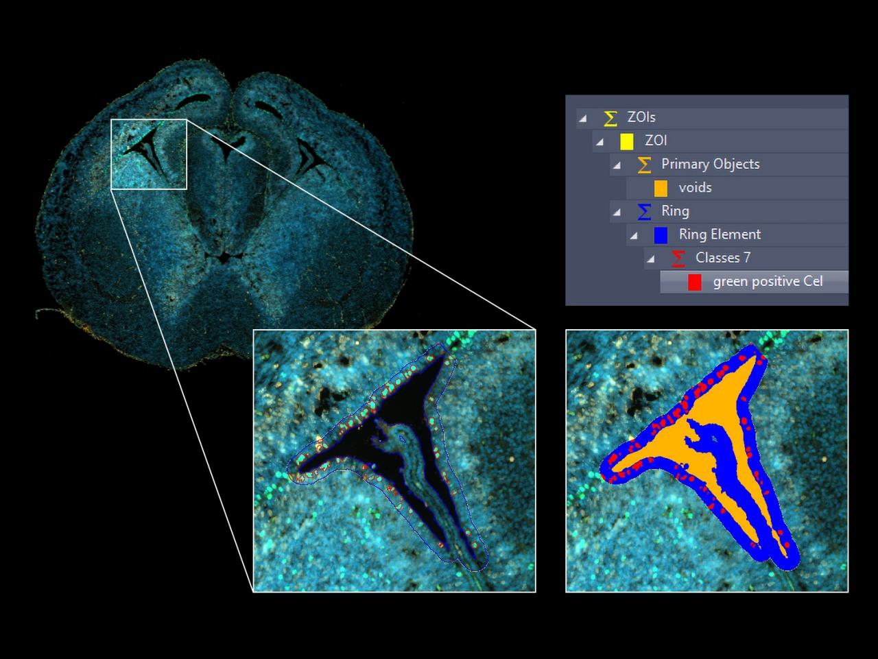 ZEISS ZEN Microscopy Software