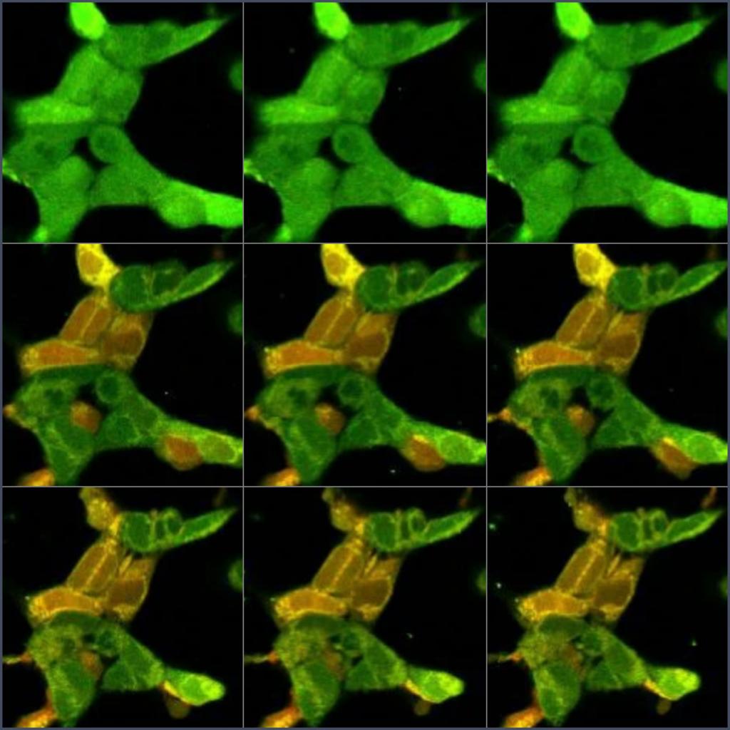ZEISS ZEN Microscopy Software
