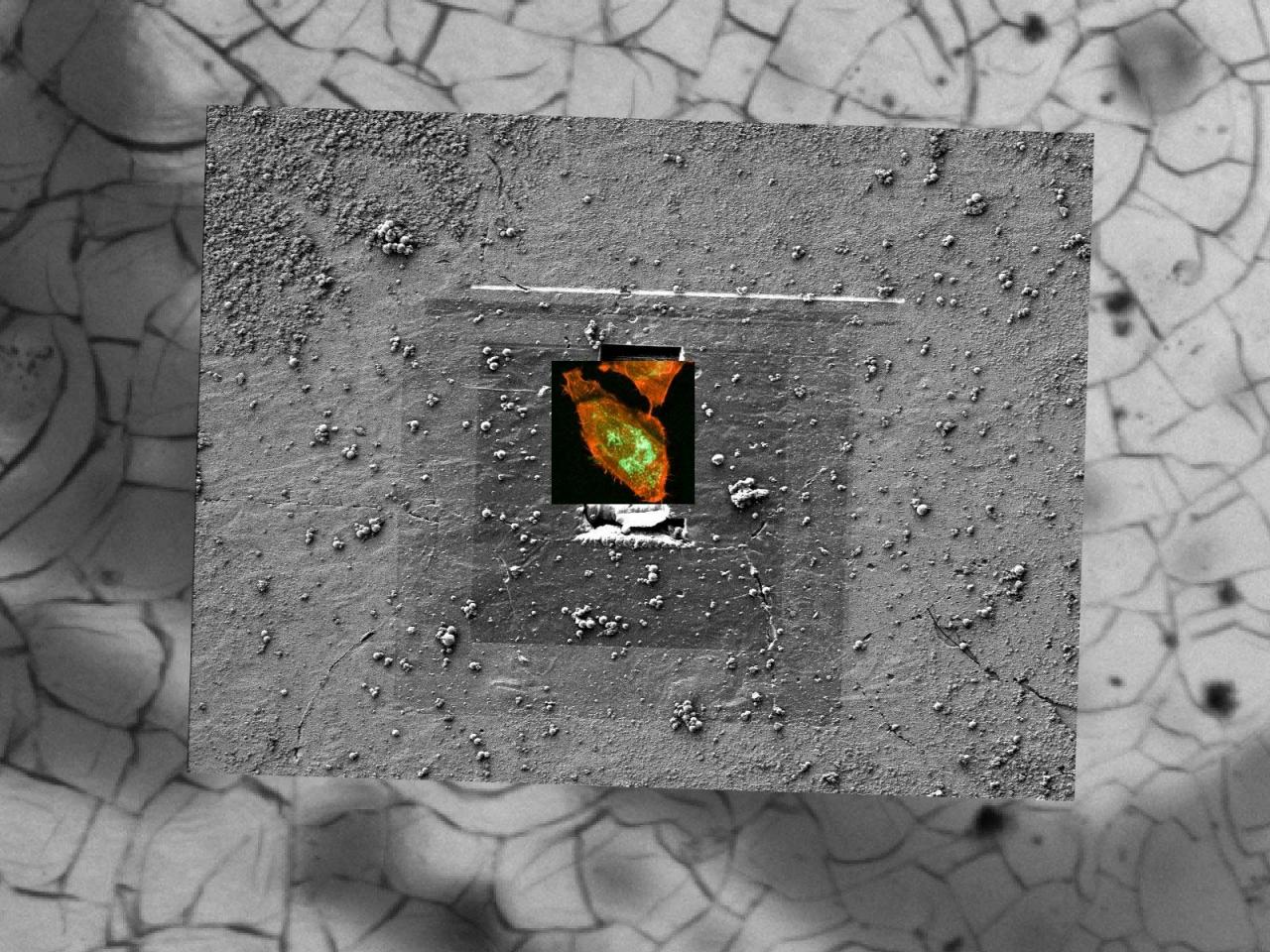 ZEN Connect Software | ZEISS