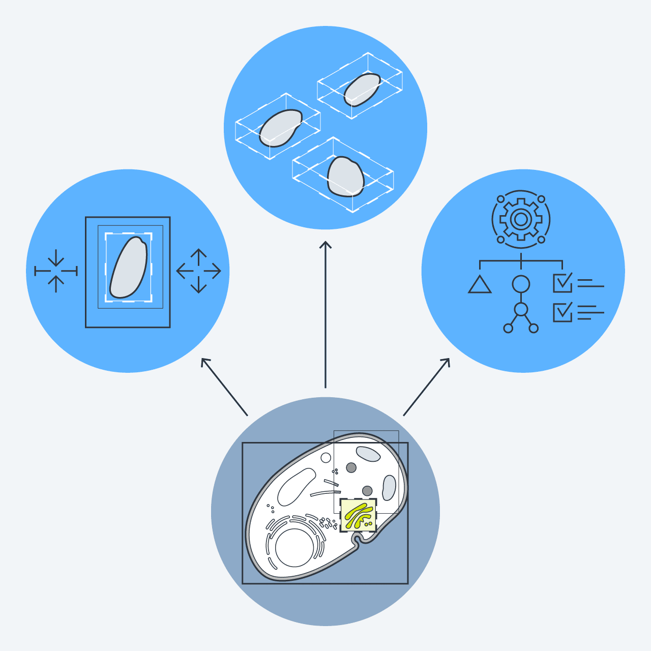 ZEN Connect Software for Seamless Correlative Microscopy | ZEISS