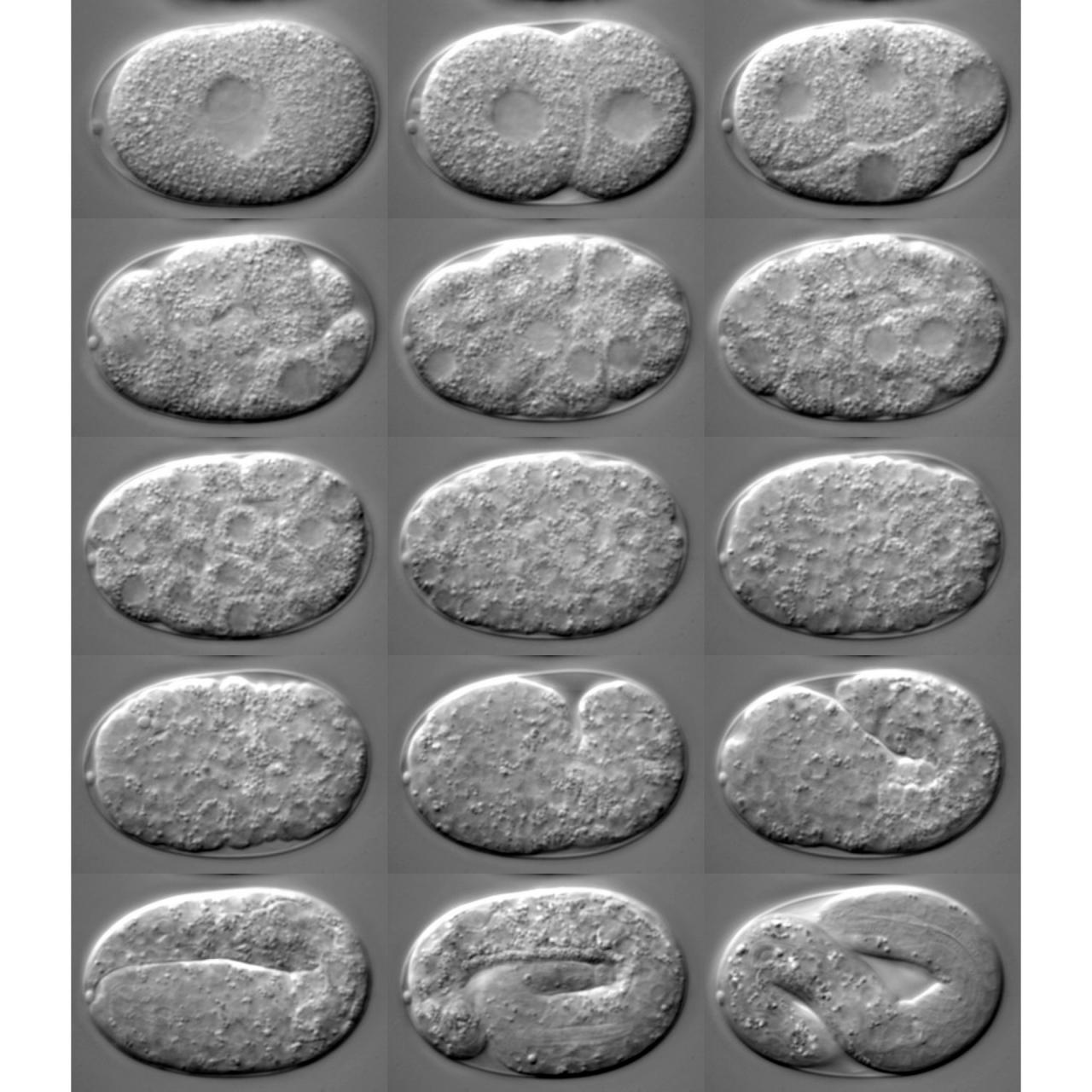 From Image to Results | AI-Powered Cell Division Tracking in C. elegans
