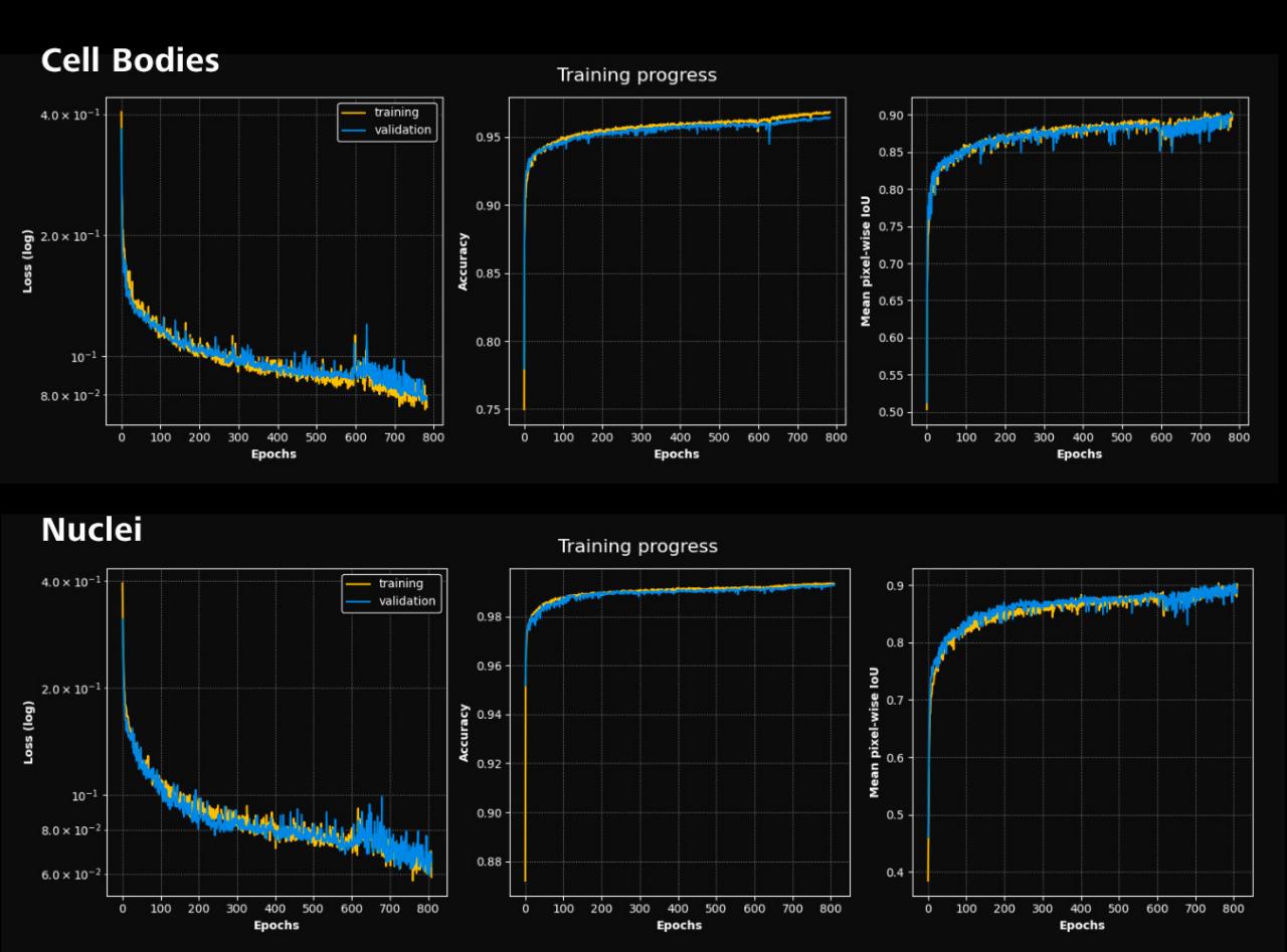 From Image to Results | AI-Powered Cell Division Tracking in C. elegans ...