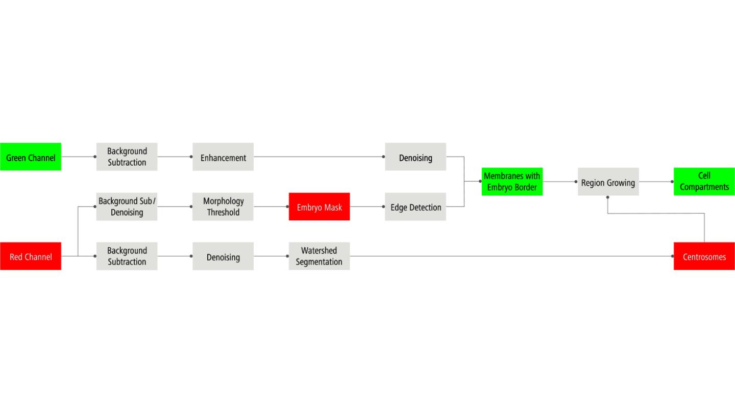 From Image to Results | C. elegans Embryo Cell Division Tracking