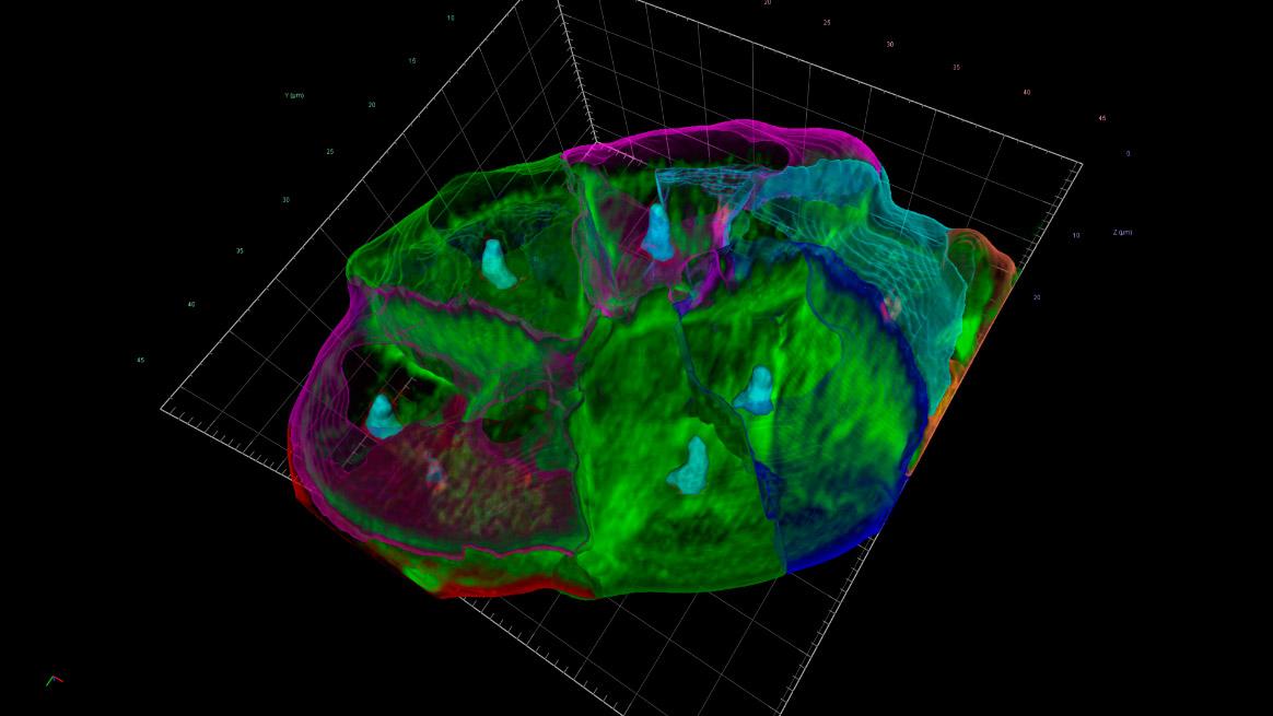 From Image to Results | C. elegans Embryo Cell Division Tracking