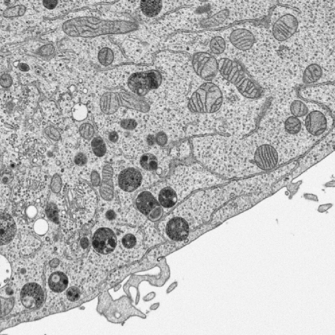 mitochondria microscope view