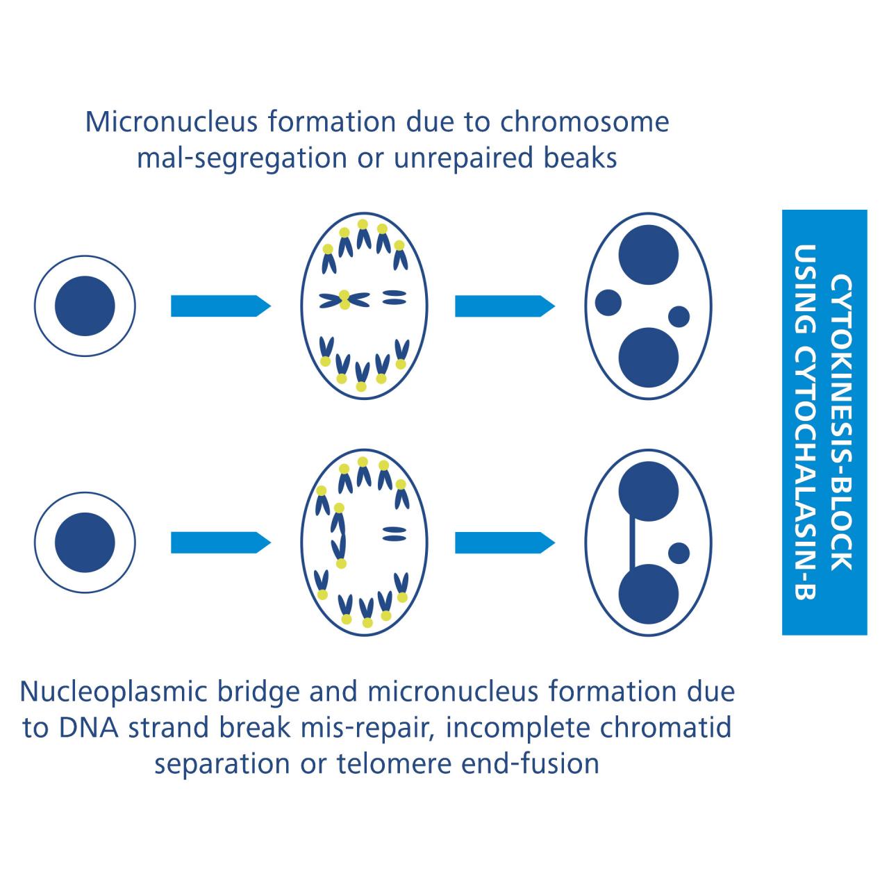 From Image to Results | High Content Imaging for Genotoxicity | ZEISS