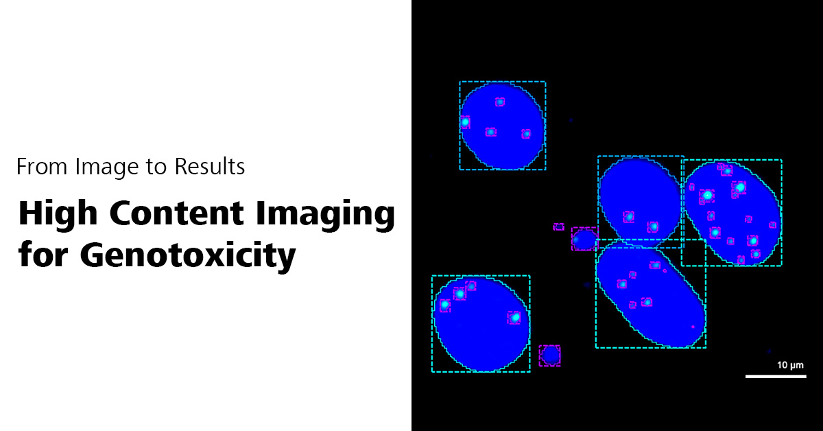 From Image to Results | High Content Imaging for Genotoxicity | ZEISS