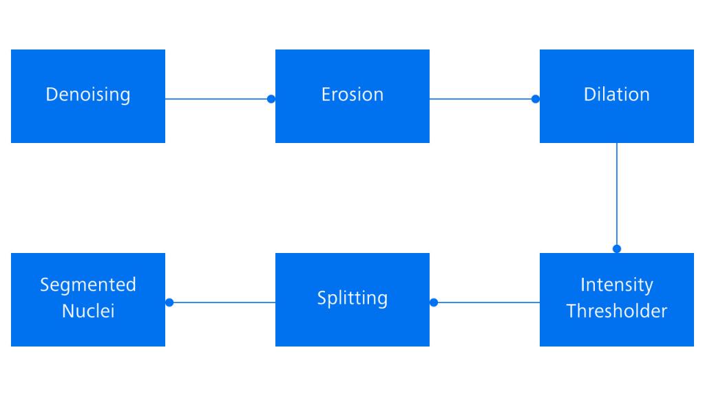 From Image to Results | Neuron Tracing