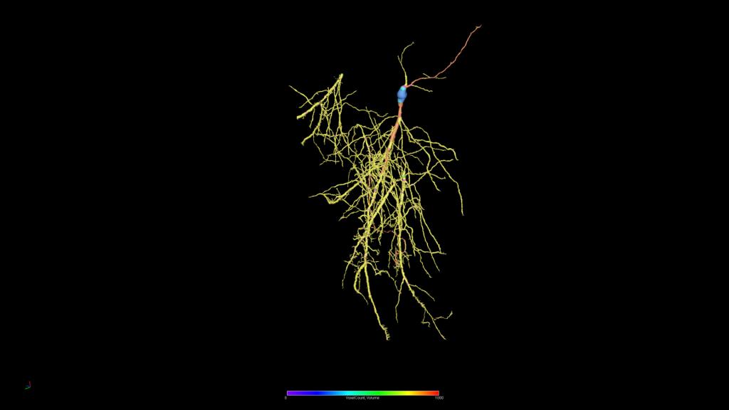 From Image to Results | Neuron Tracing