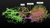 From Image to Results | Neuron Tracing
