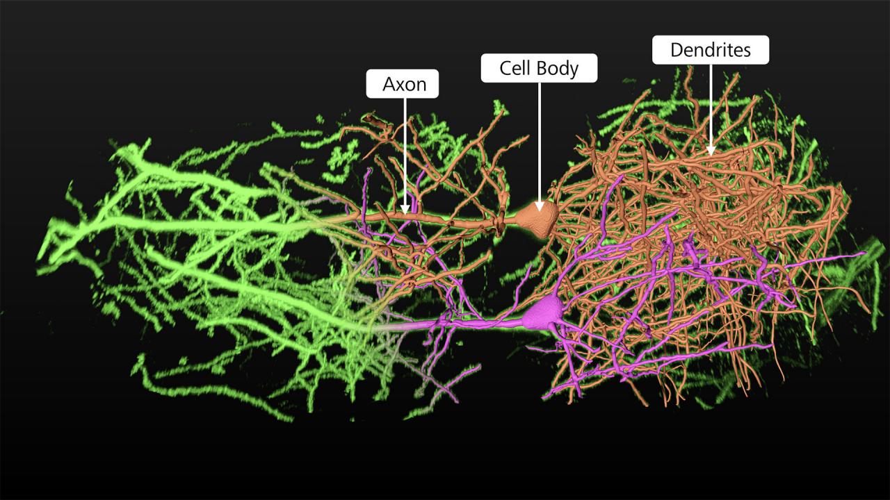 From Image to Results | Neuron Tracing