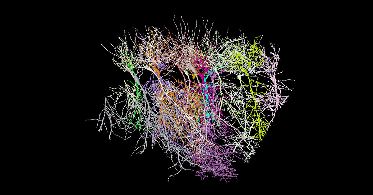 From Image To Results Neuron Tracing