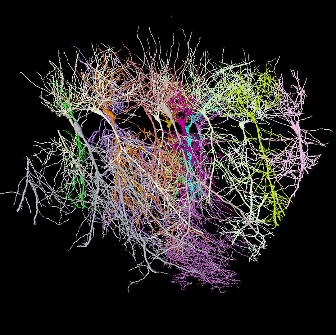 neuron microscope drawing